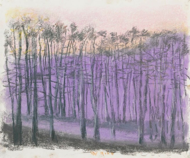 Are Trees Conduits to the Divine? – One Seeker's Story